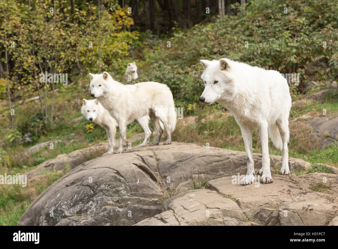 An Arctic Wolf in a fall forest Stock Photo - Alamy