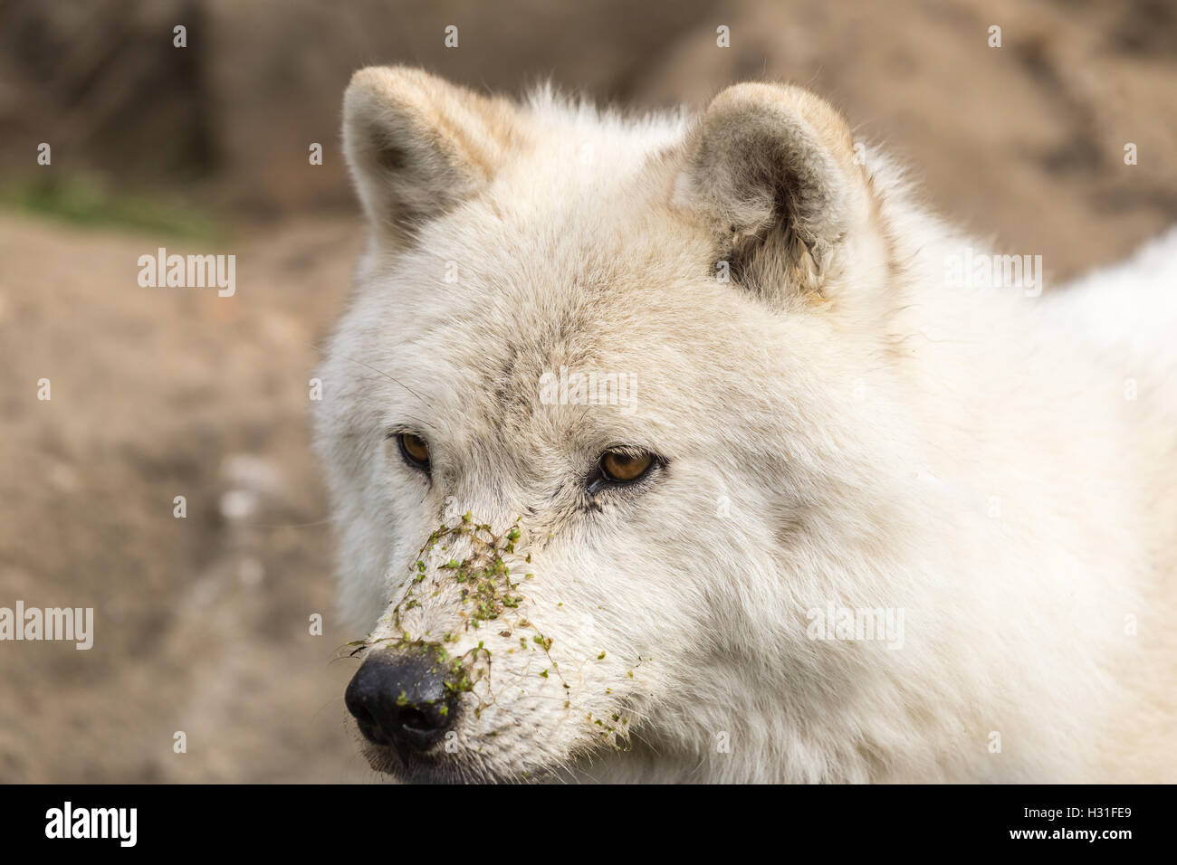 An Arctic Wolf in a fall forest Stock Photo - Alamy