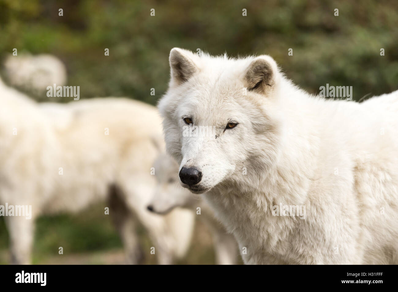 An Arctic Wolf in a fall forest Stock Photo - Alamy