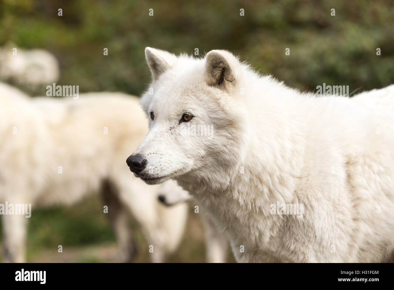 An Arctic Wolf in a fall forest Stock Photo - Alamy