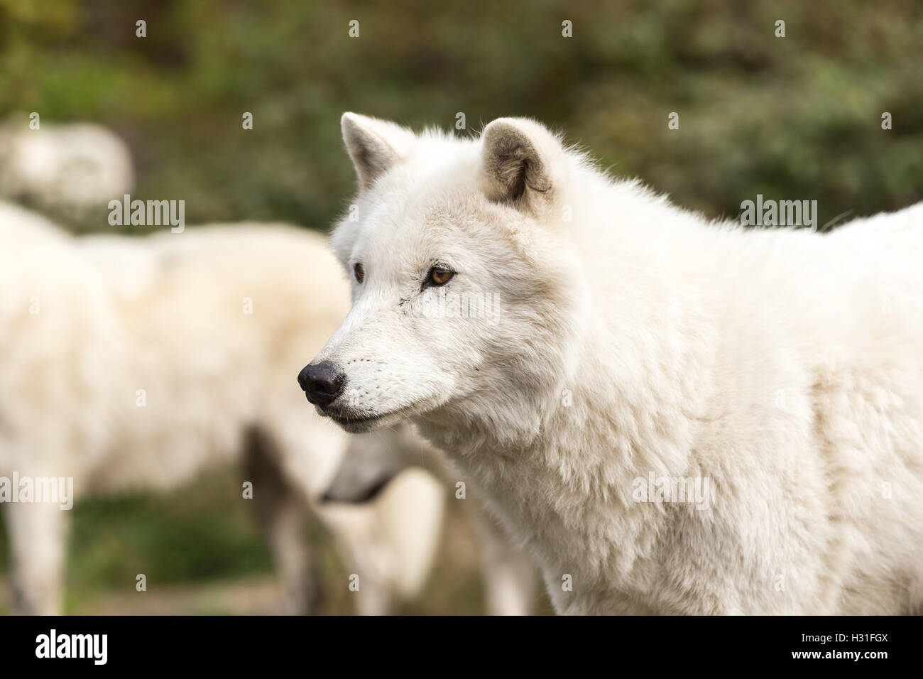 An Arctic Wolf in a fall forest Stock Photo - Alamy