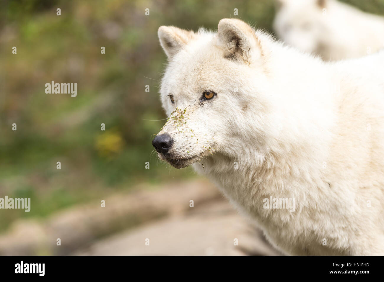 An Arctic Wolf in a fall forest Stock Photo - Alamy