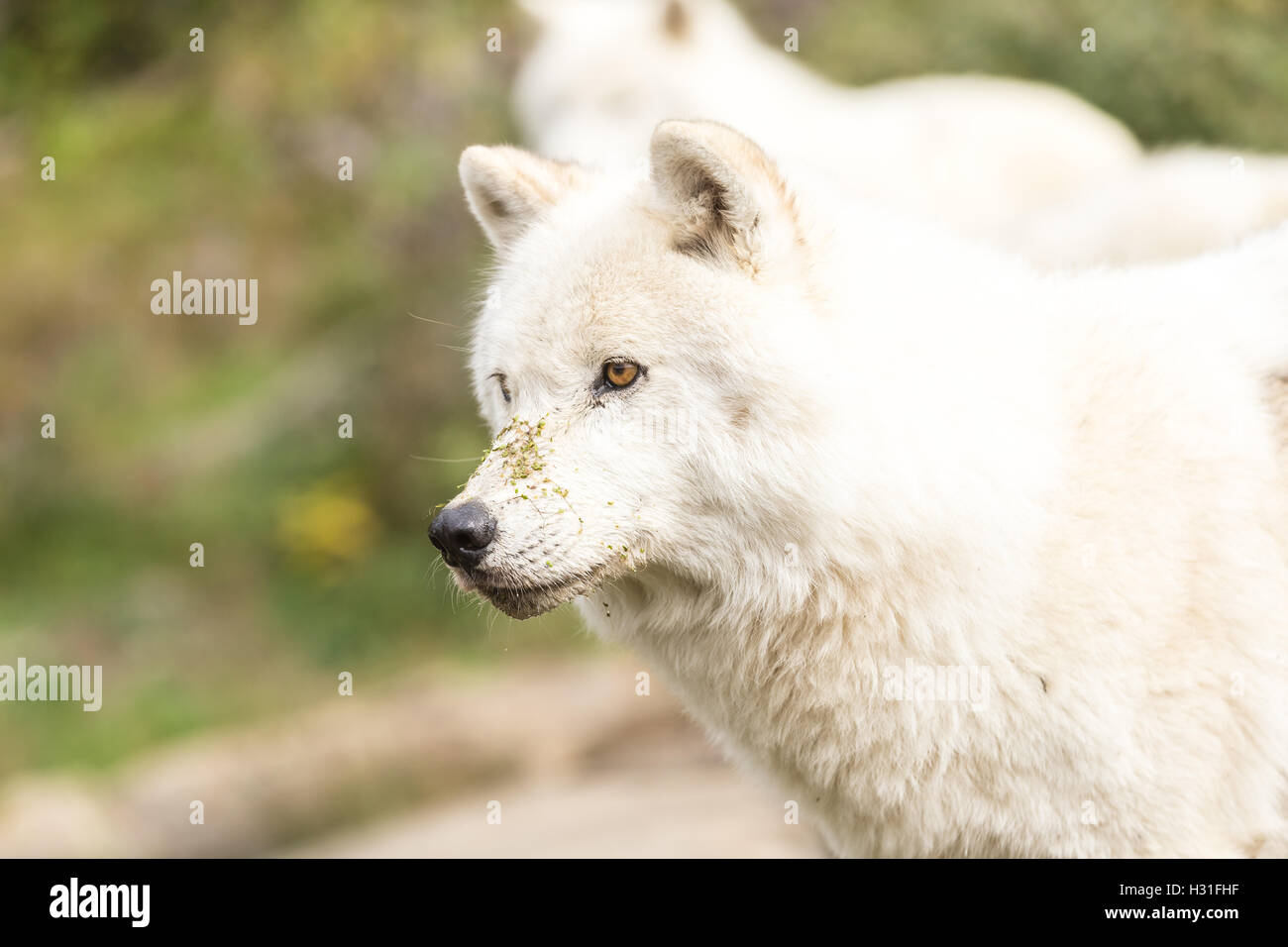 An Arctic Wolf in a fall forest Stock Photo - Alamy