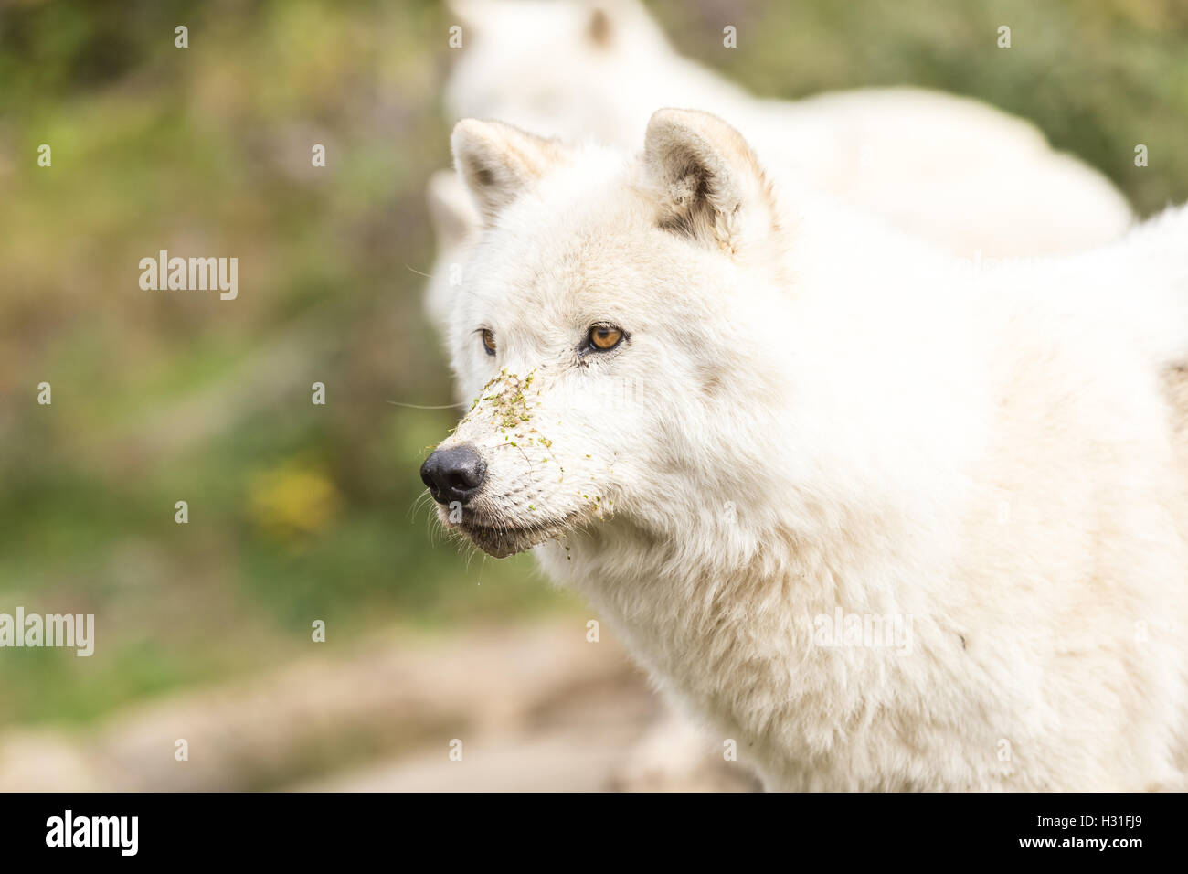 An Arctic Wolf in a fall forest Stock Photo - Alamy