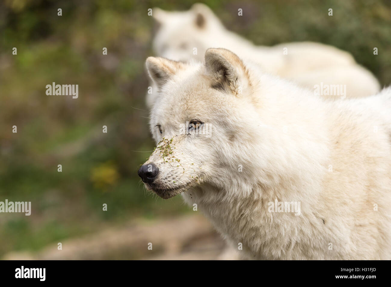 An Arctic Wolf in a fall forest Stock Photo - Alamy