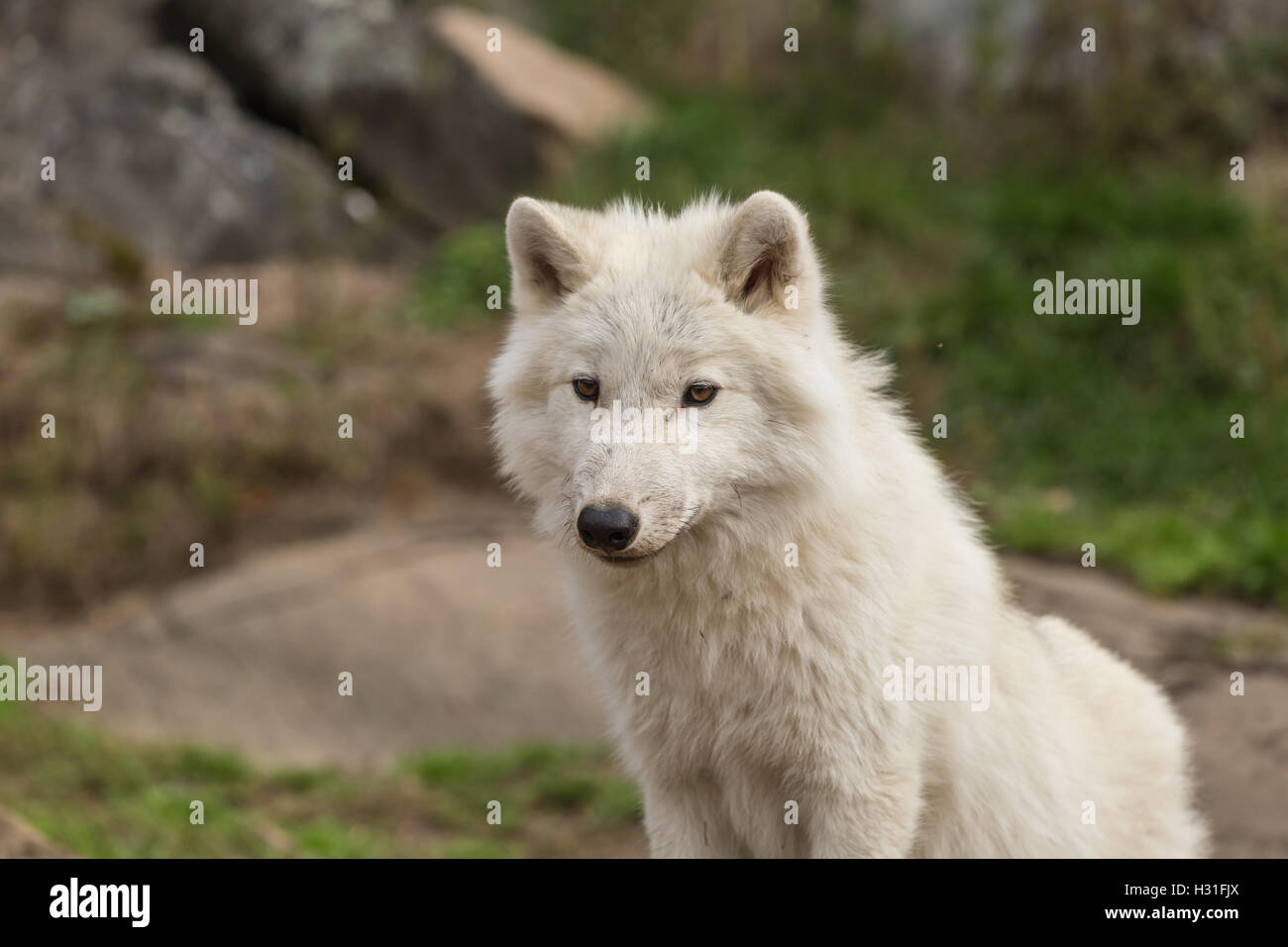 An Arctic Wolf in a fall forest Stock Photo - Alamy