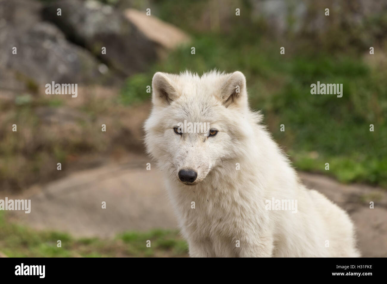 An Arctic Wolf in a fall forest Stock Photo - Alamy