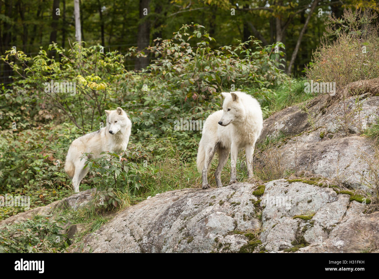 An Arctic Wolf in a fall forest Stock Photo - Alamy