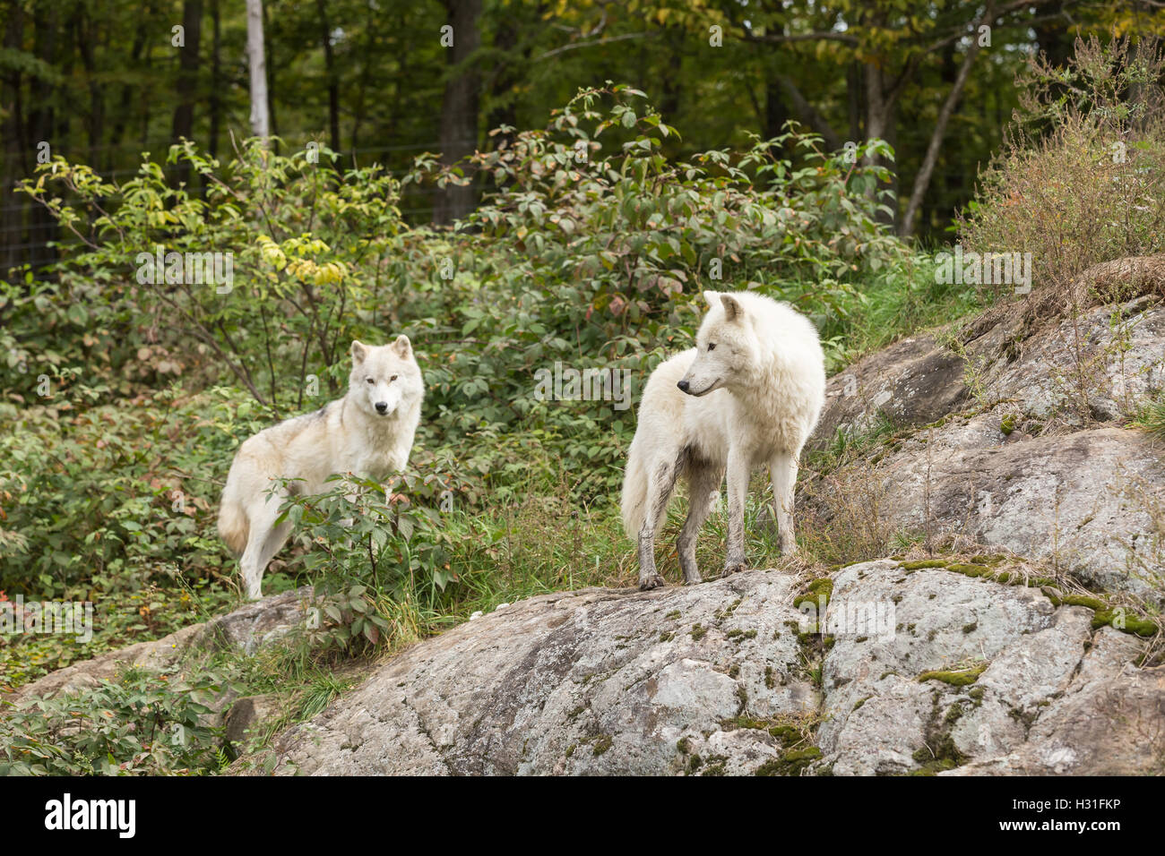 An Arctic Wolf in a fall forest Stock Photo - Alamy