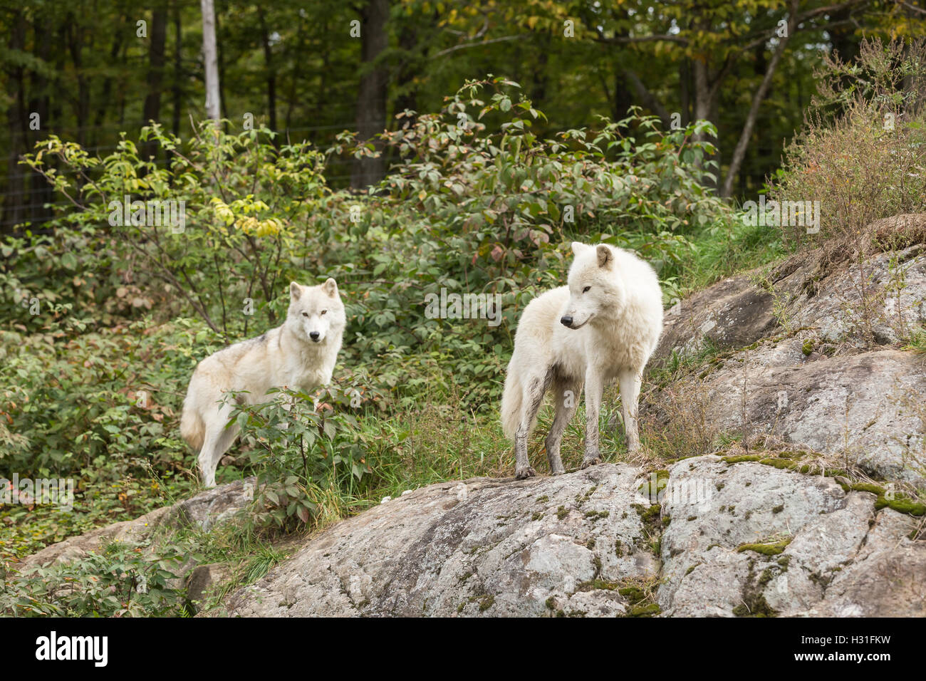 An Arctic Wolf in a fall forest Stock Photo - Alamy