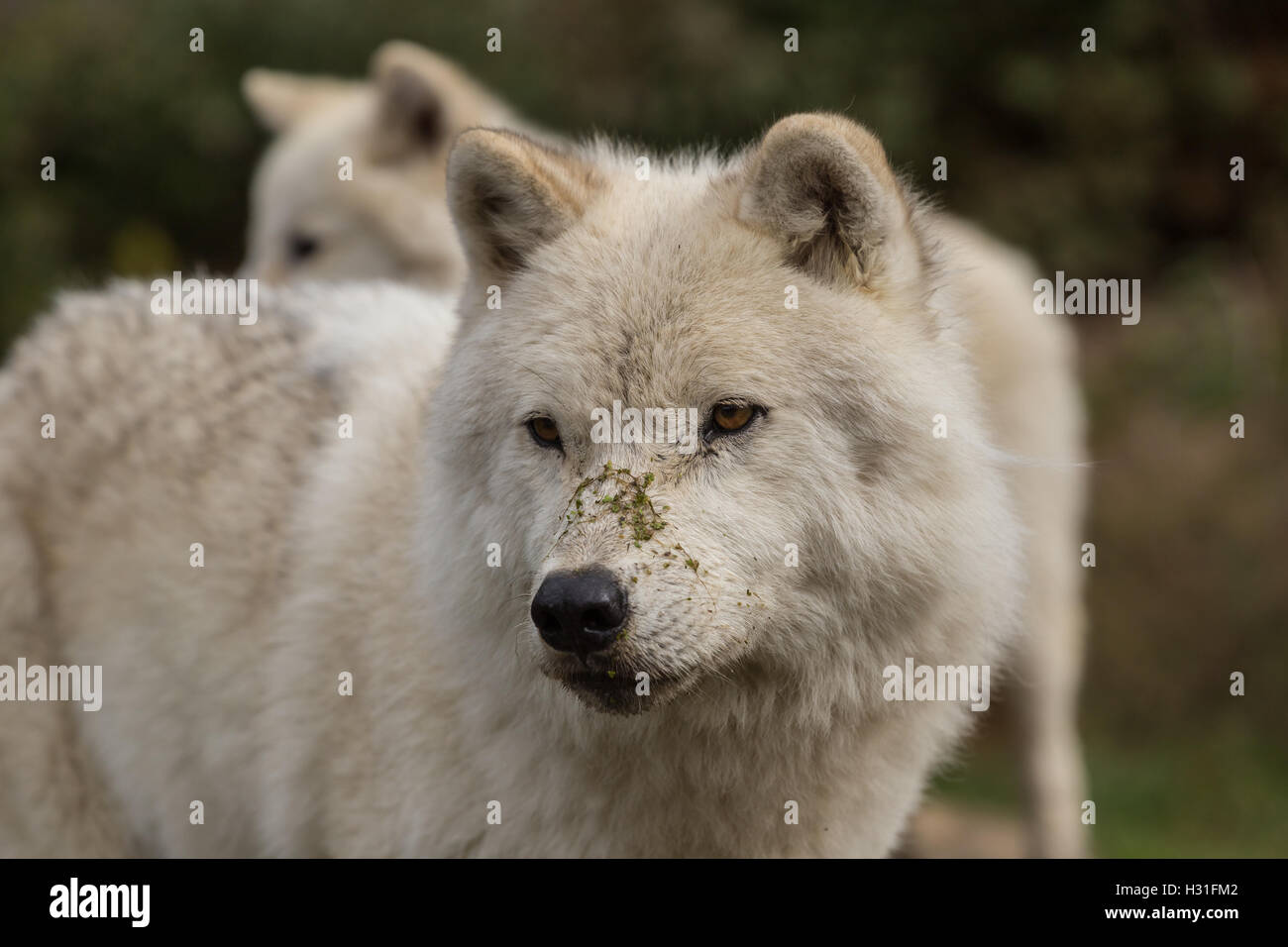 An Arctic Wolf in a fall forest Stock Photo - Alamy