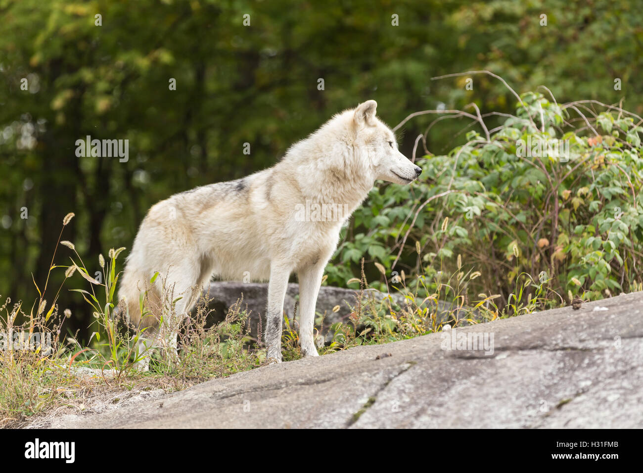 An Arctic Wolf in a fall forest Stock Photo - Alamy