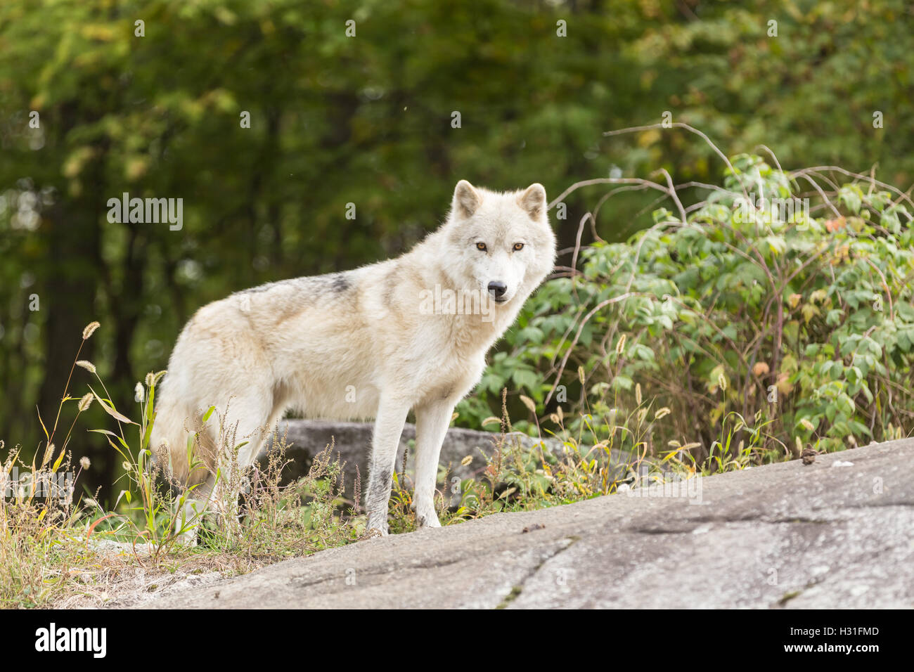 An Arctic Wolf in a fall forest Stock Photo - Alamy