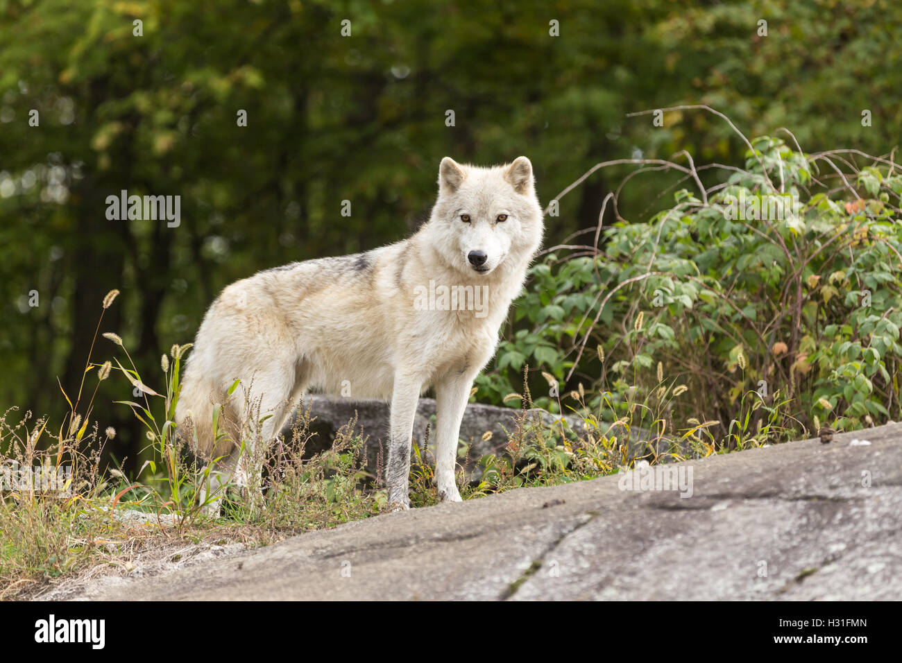 An Arctic Wolf in a fall forest Stock Photo - Alamy