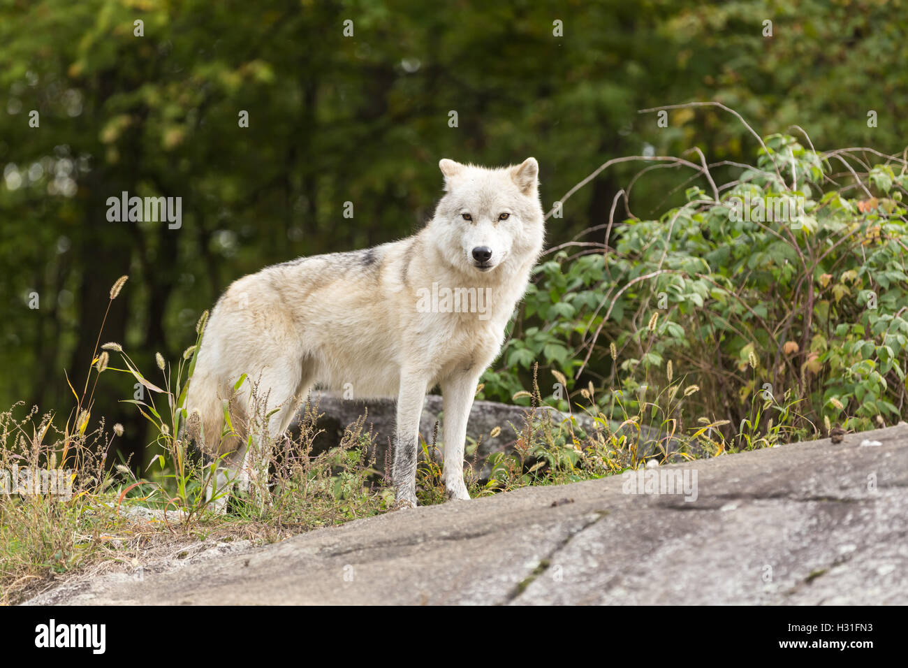 An Arctic Wolf in a fall forest Stock Photo - Alamy