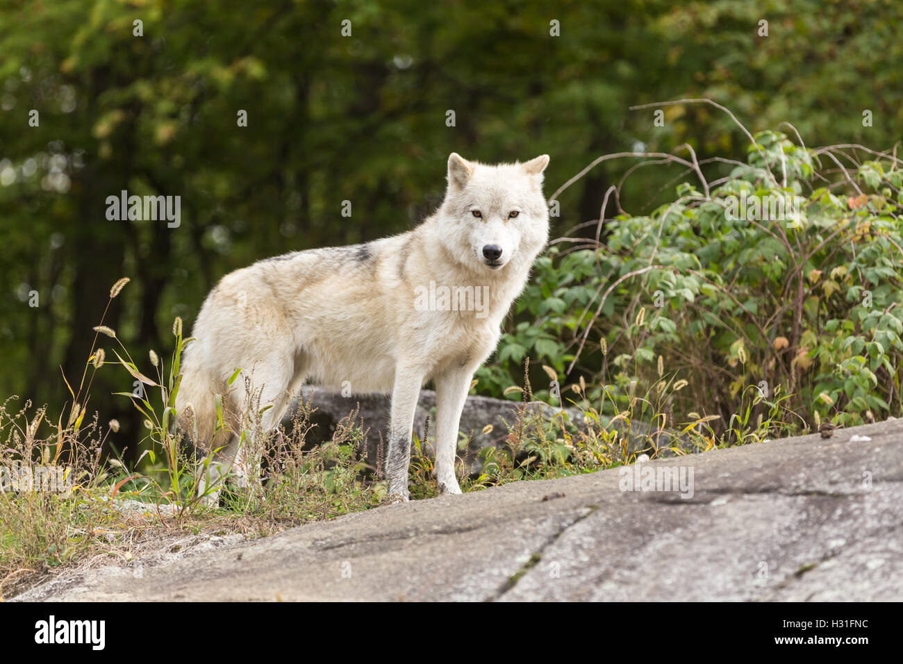 An Arctic Wolf in a fall forest Stock Photo - Alamy