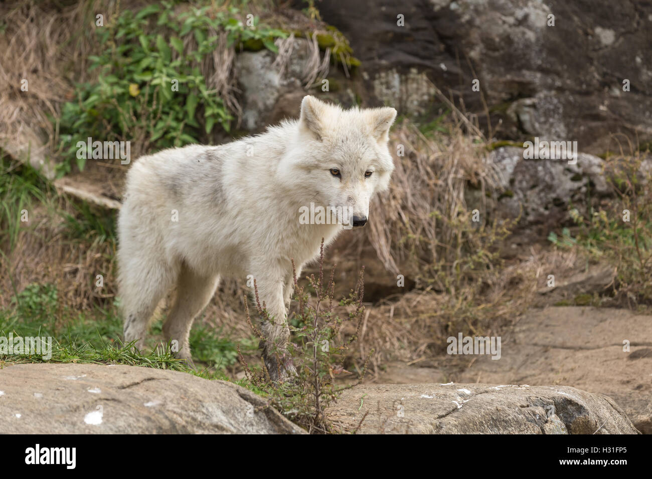 An Arctic Wolf in a fall forest Stock Photo - Alamy