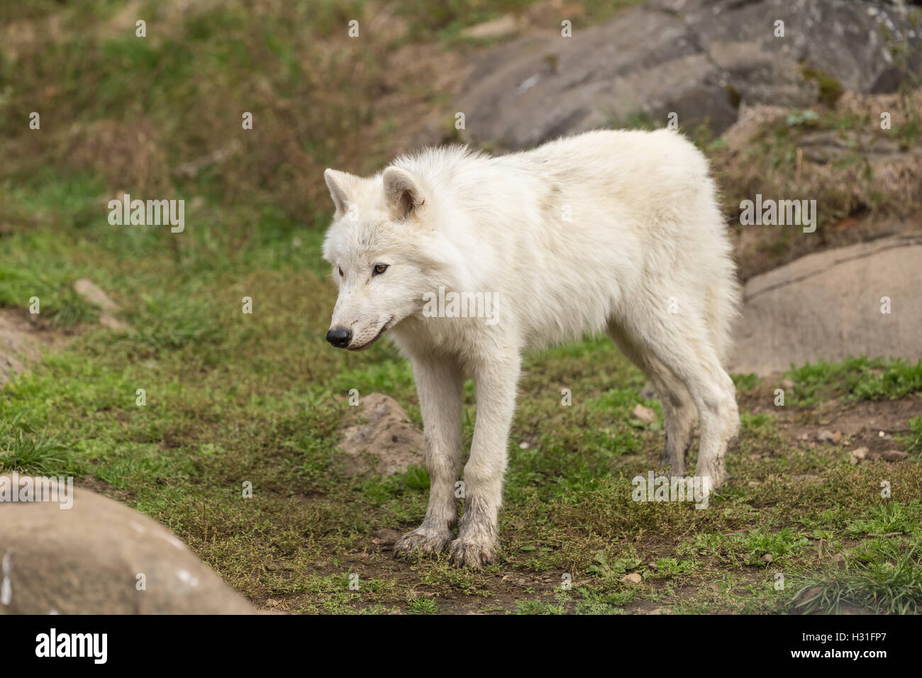 An Arctic Wolf in a fall forest Stock Photo - Alamy