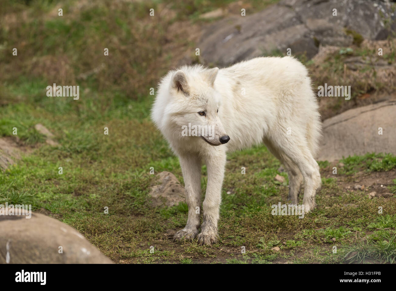 An Arctic Wolf in a fall forest Stock Photo - Alamy
