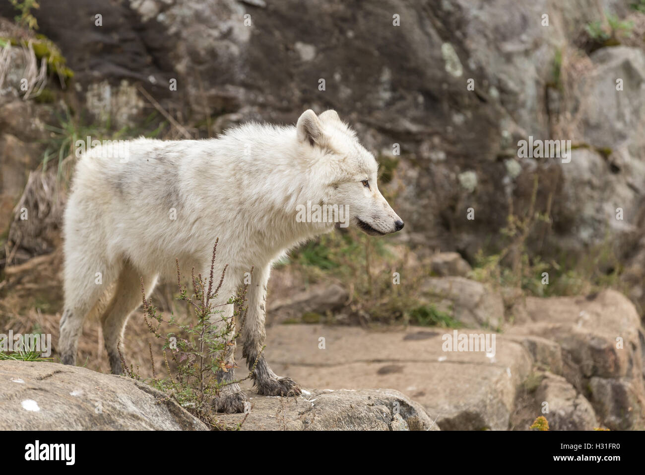 An Arctic Wolf in a fall forest Stock Photo - Alamy