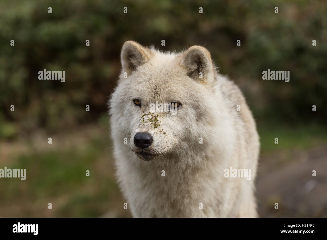 Arctic wolf in the fall forest Stock Photo - Alamy