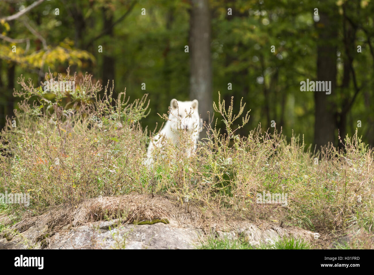 Arctic wolf in the fall forest Stock Photo - Alamy