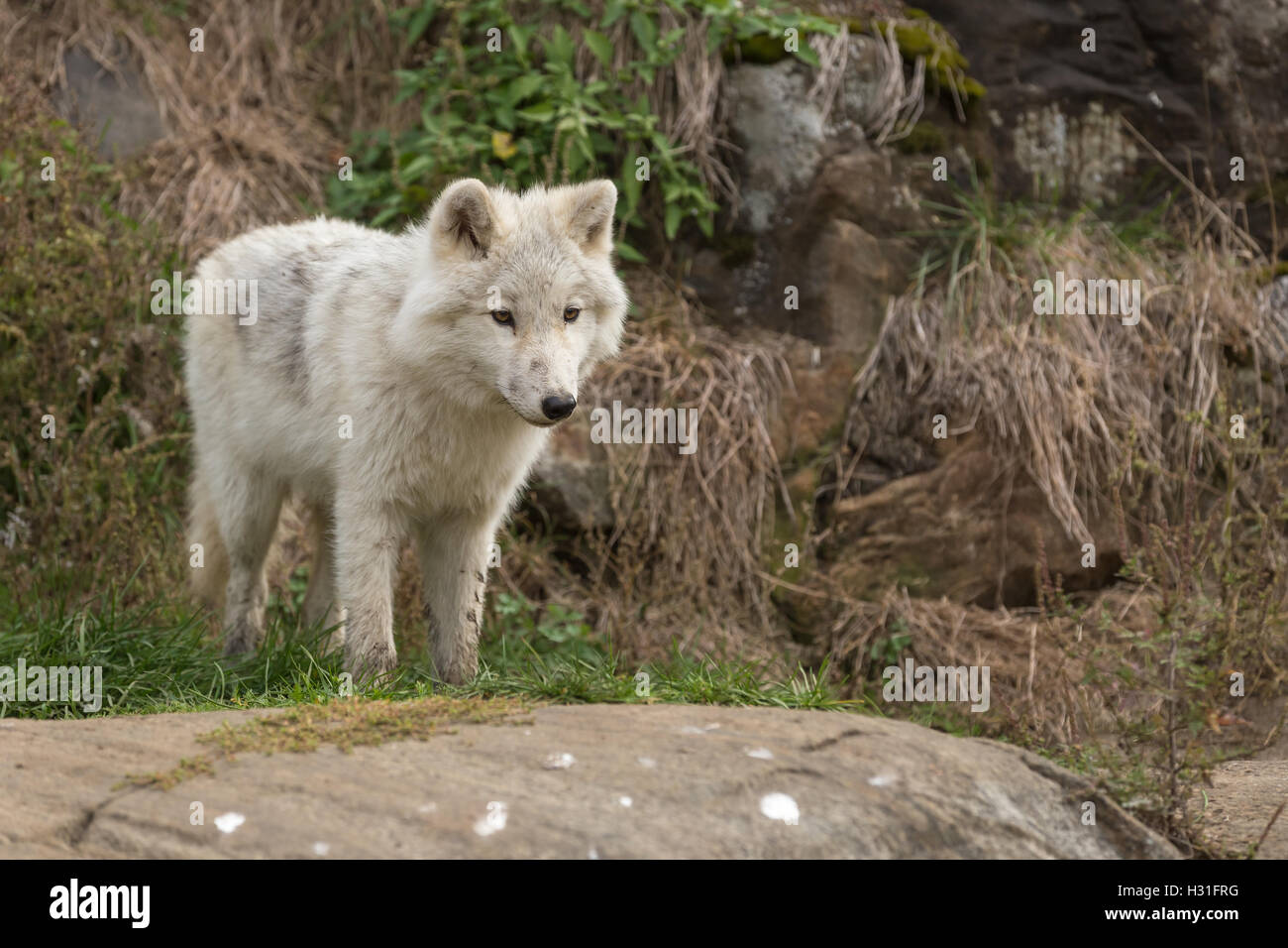 Arctic wolf in the fall forest Stock Photo - Alamy