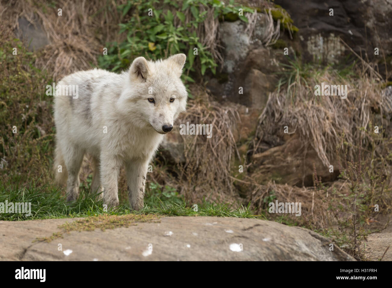 Arctic wolf in the fall forest Stock Photo - Alamy