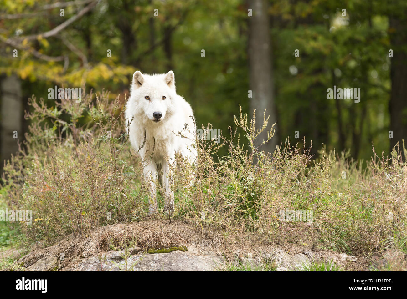 Arctic wolf in the fall forest Stock Photo - Alamy