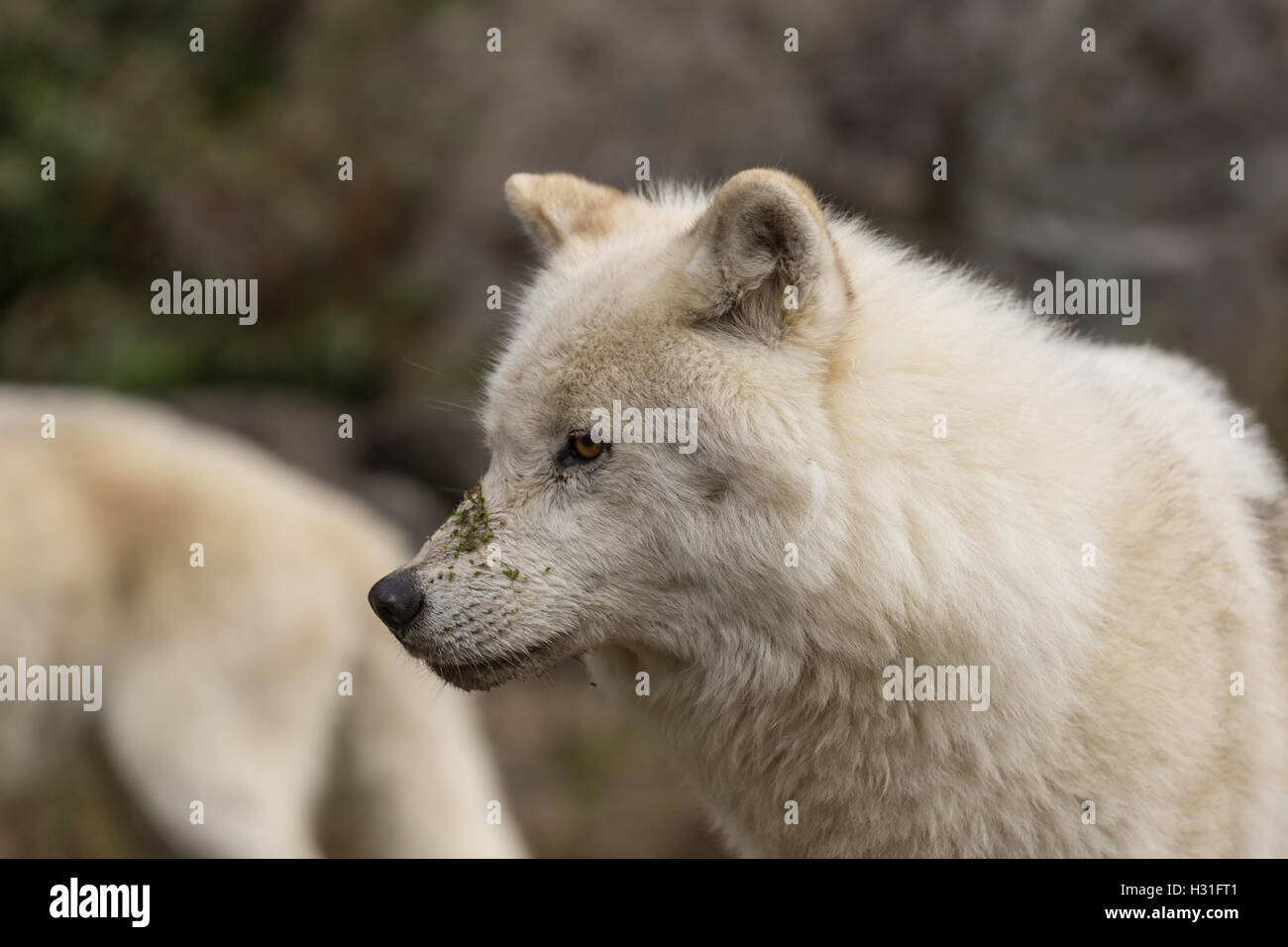 Arctic wolf in the fall forest Stock Photo - Alamy