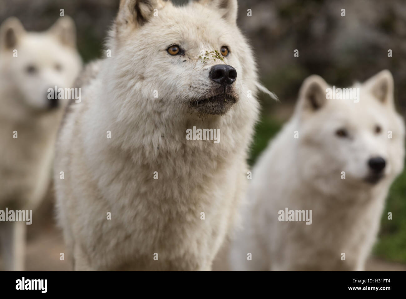 Arctic wolf in the fall forest Stock Photo - Alamy