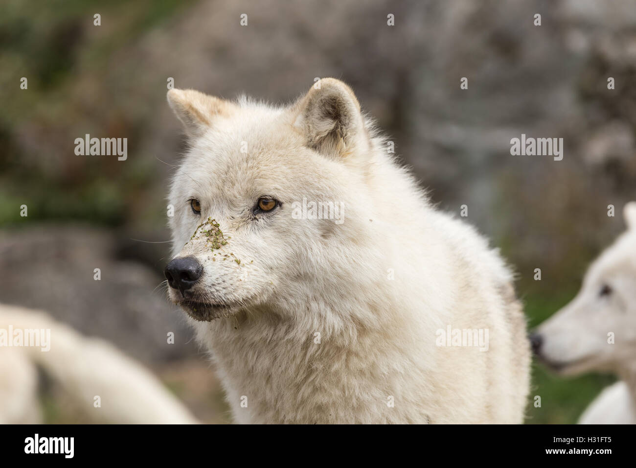 Arctic wolf in the fall forest Stock Photo - Alamy