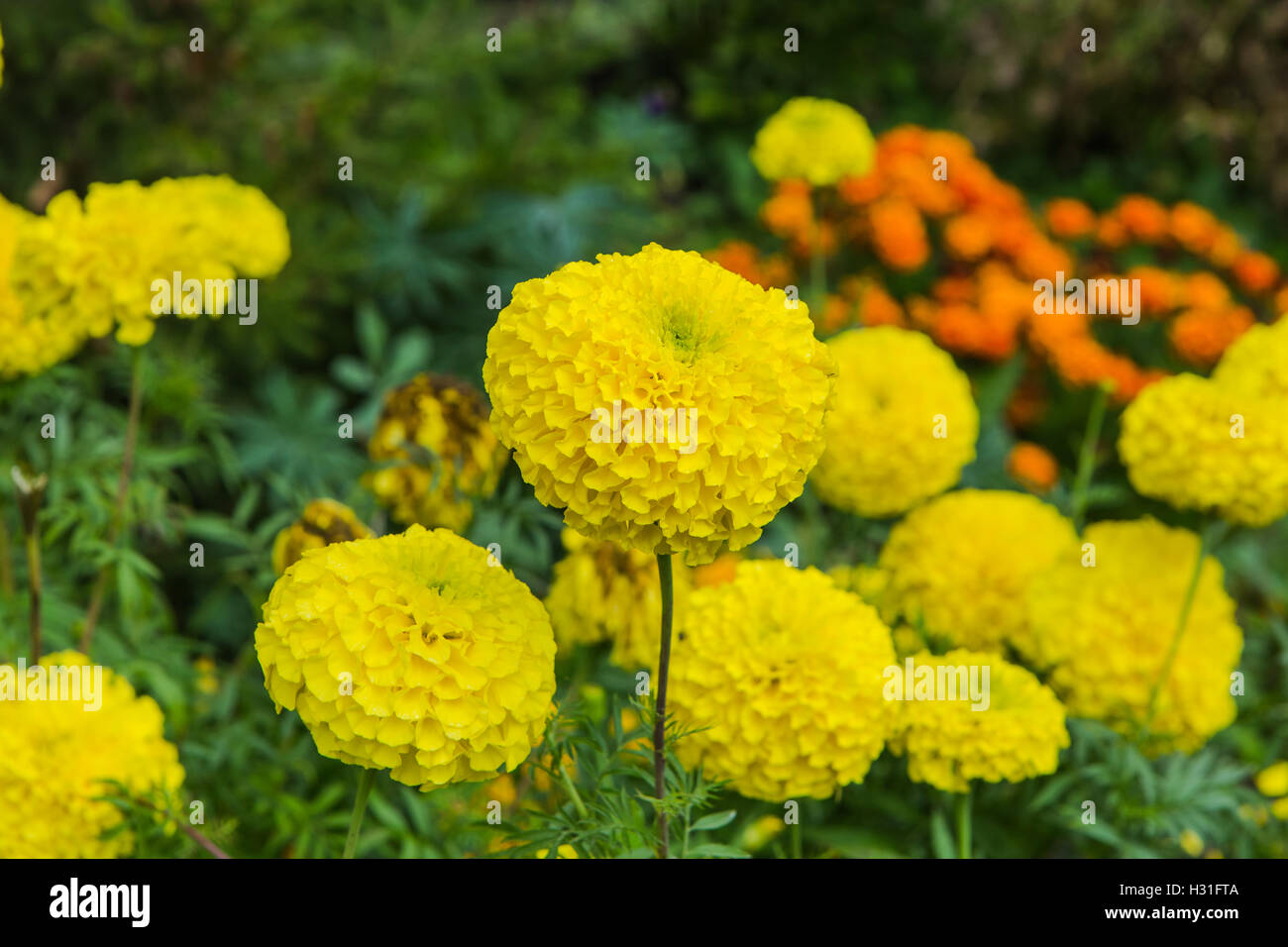 Yellow marigold or Tagetes erecta with drops of dew on the leaves Stock ...
