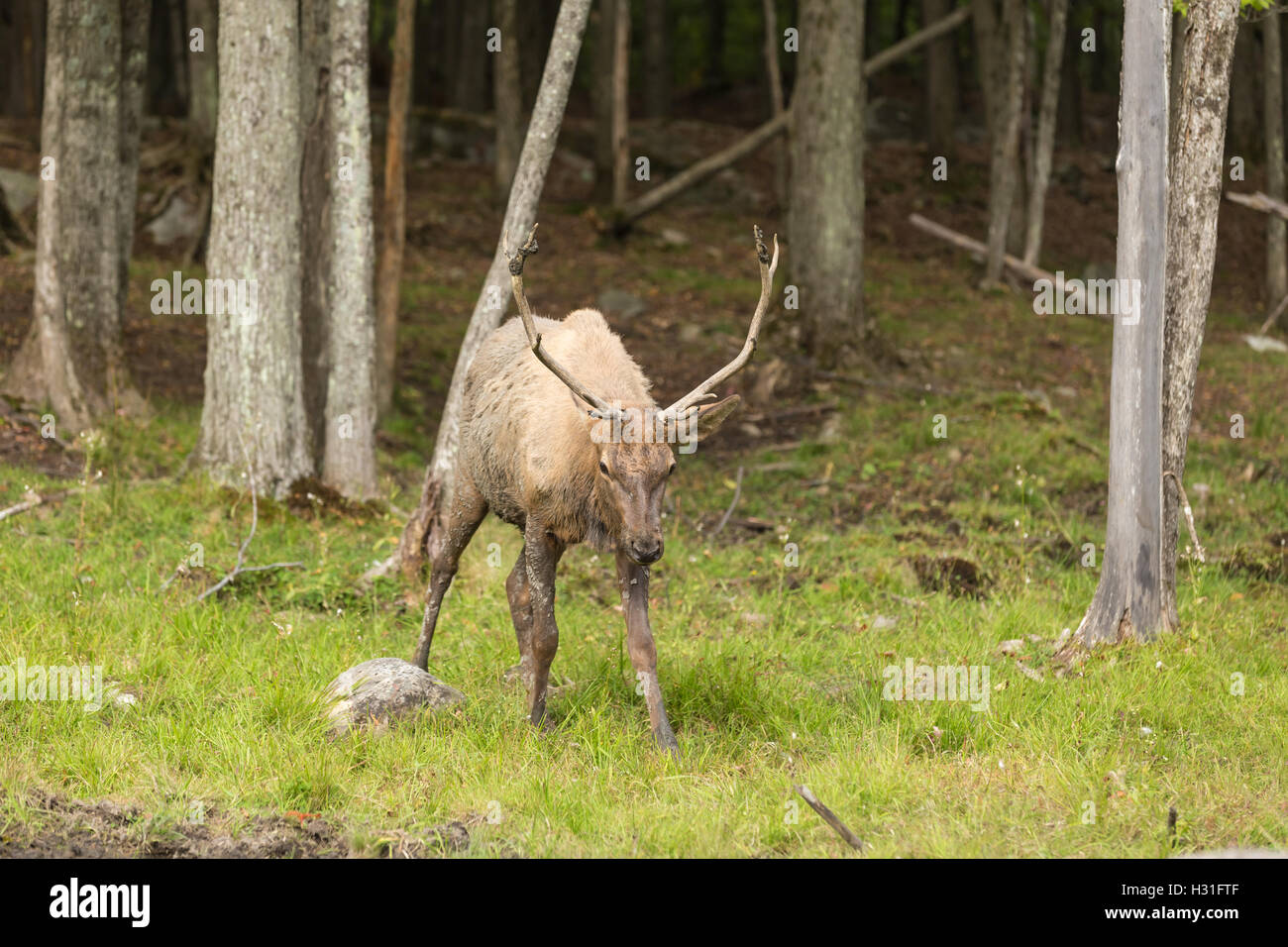 A lone, large deer in a fall forest Stock Photo - Alamy