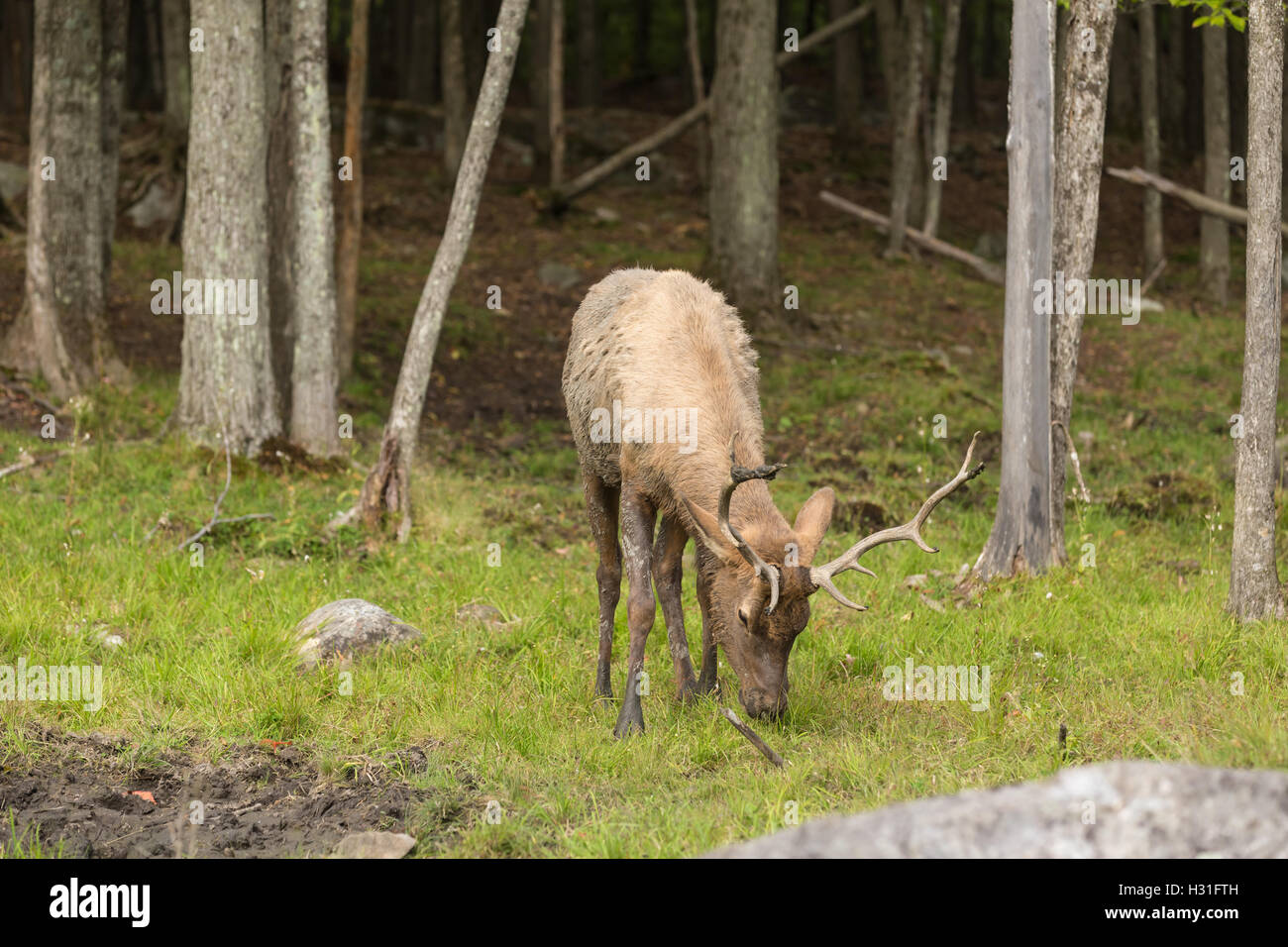 A lone, large deer in a fall forest Stock Photo - Alamy