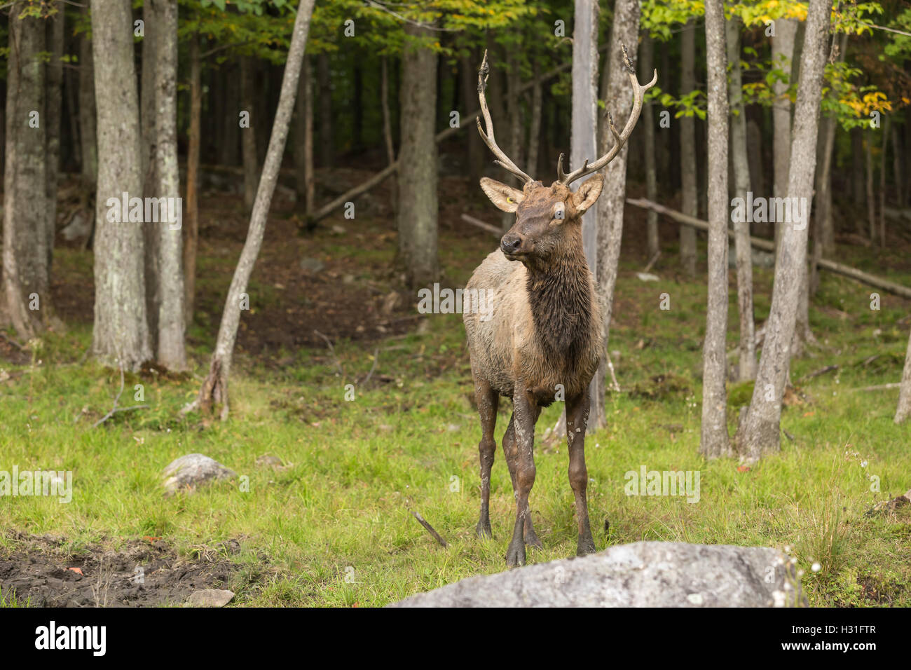 Large deer hi-res stock photography and images - Alamy