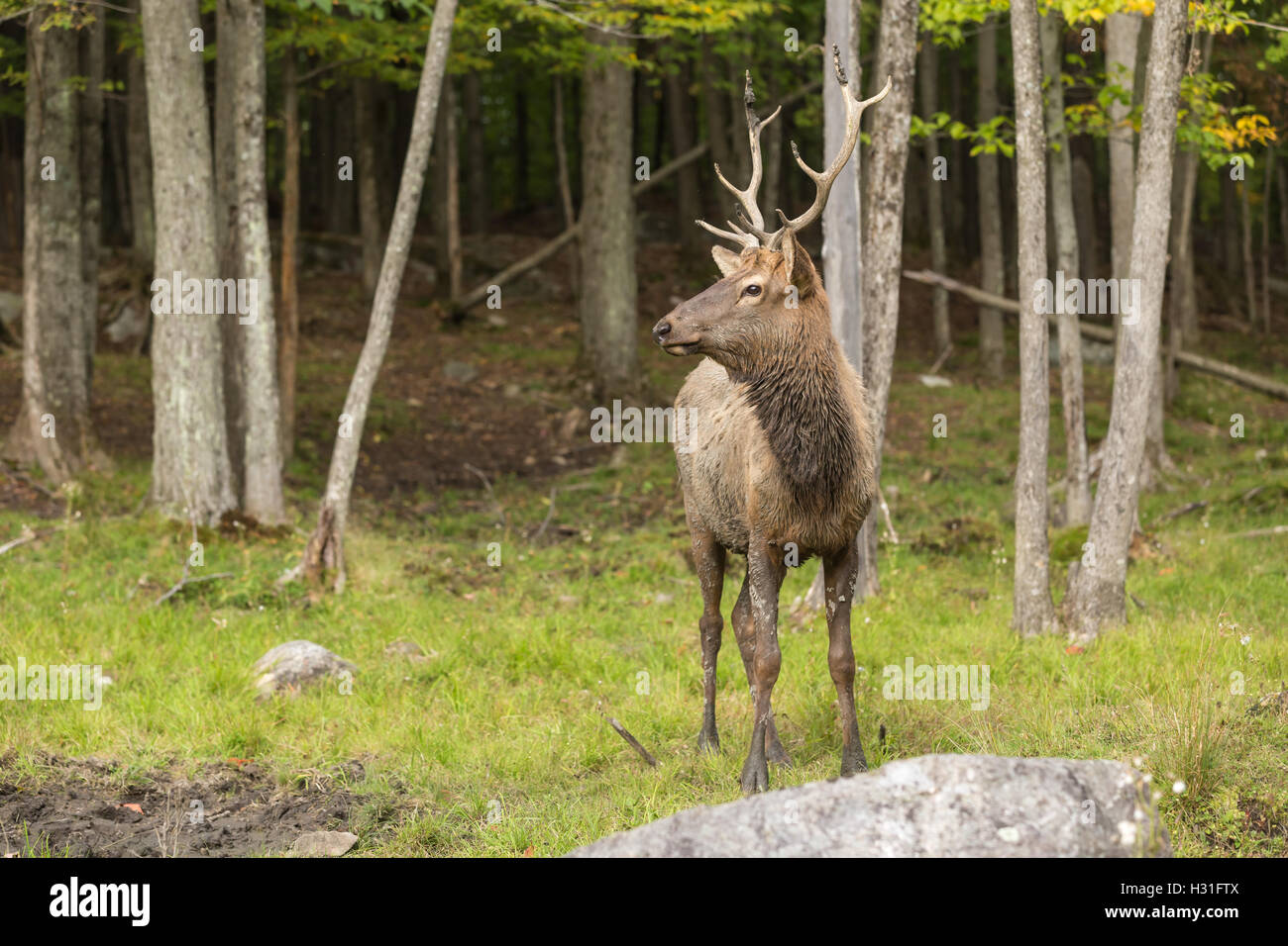 A lone, large deer in a fall forest Stock Photo - Alamy