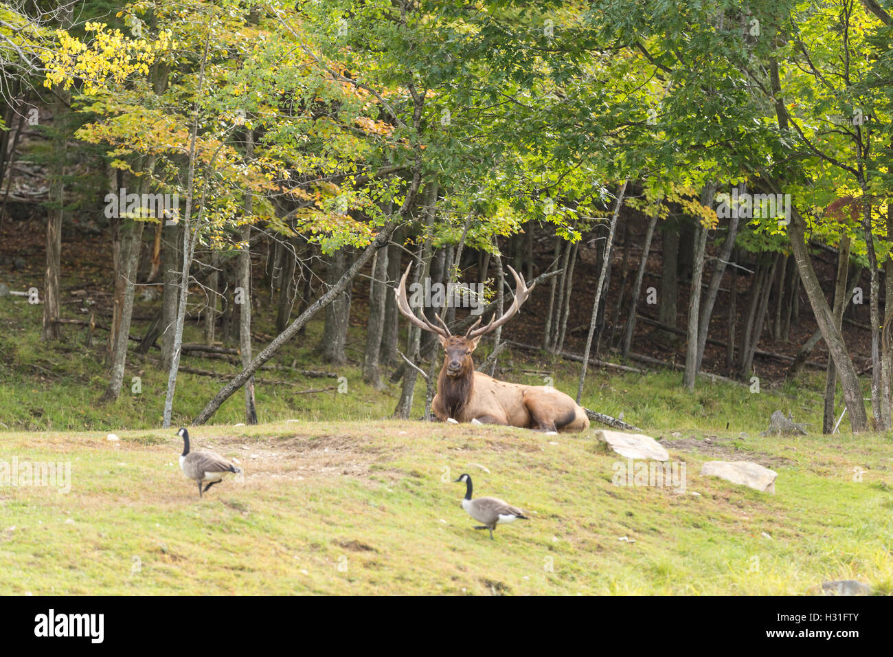 A lone, large deer in a fall forest Stock Photo - Alamy