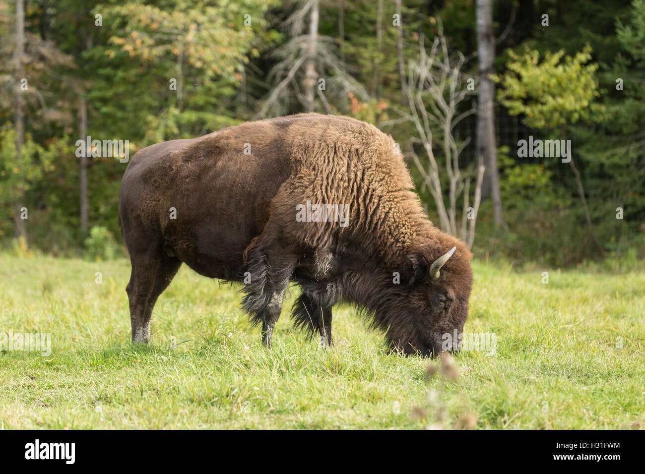 American Field Buffalo grazing in a field Stock Photo - Alamy