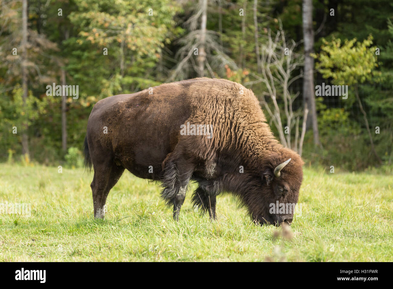 American Field Buffalo grazing in a field Stock Photo - Alamy