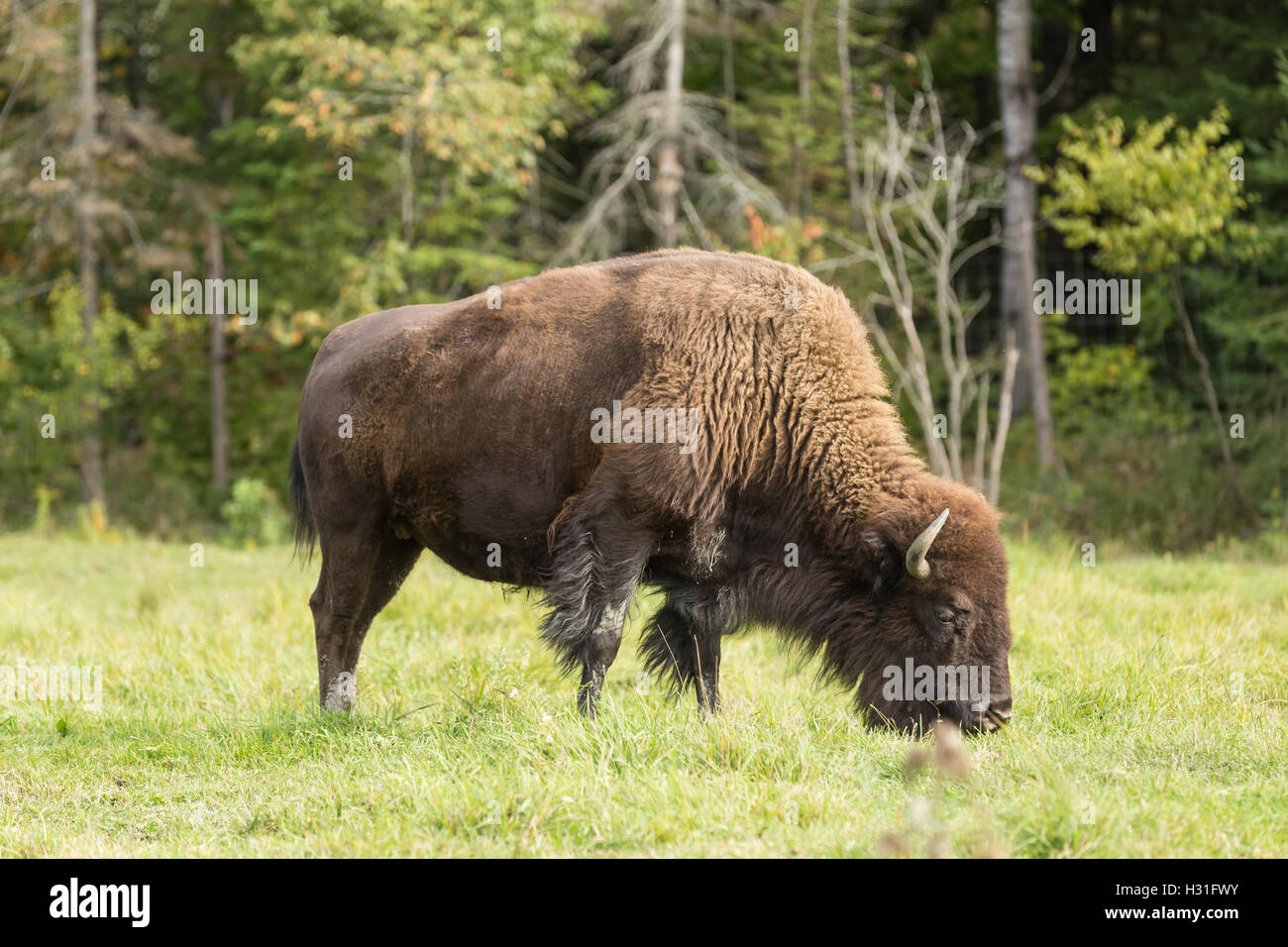 Buffalo Grazing Stock Photos & Buffalo Grazing Stock Images - Alamy
