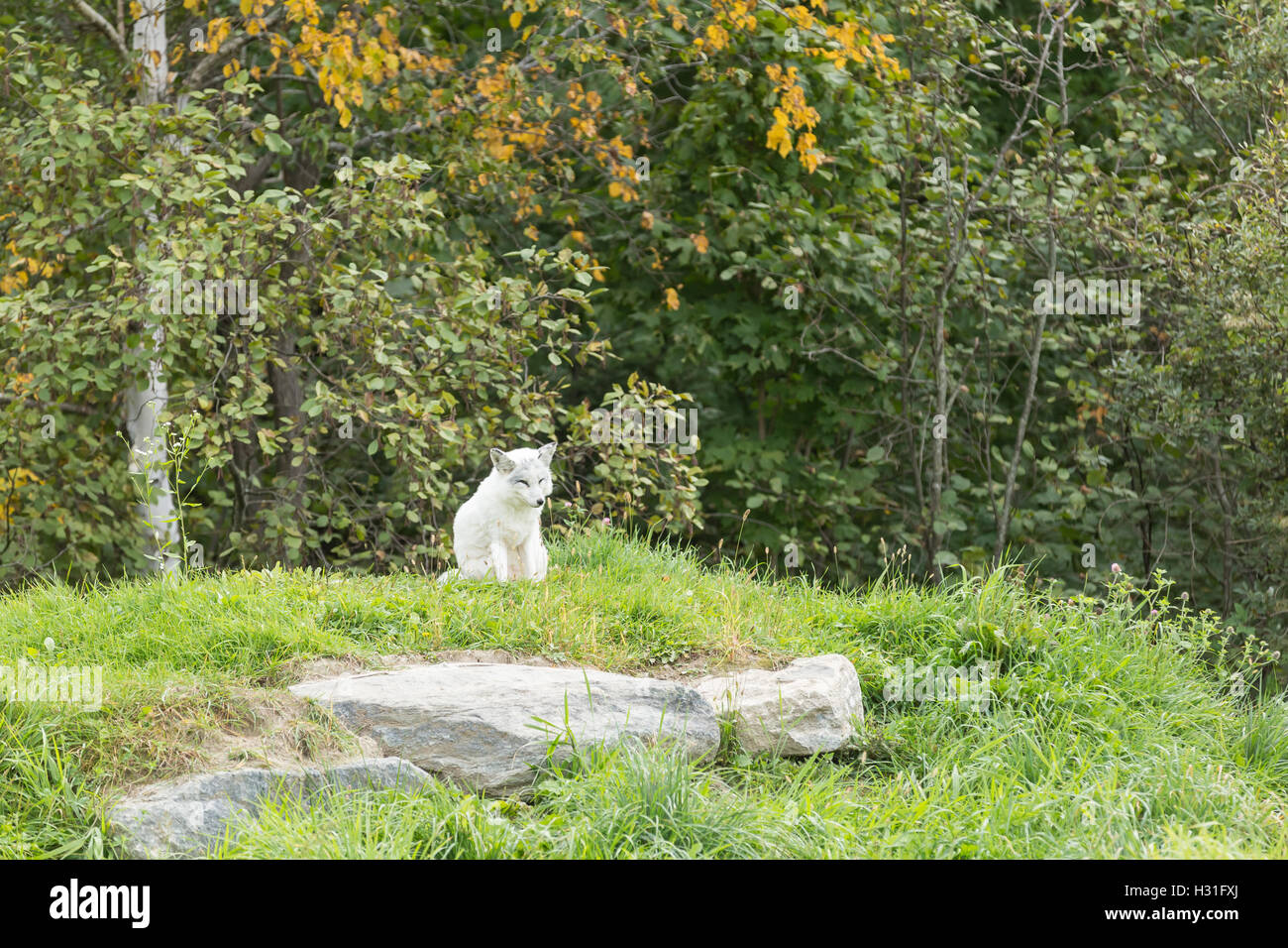 Fox in fall hi-res stock photography and images - Alamy