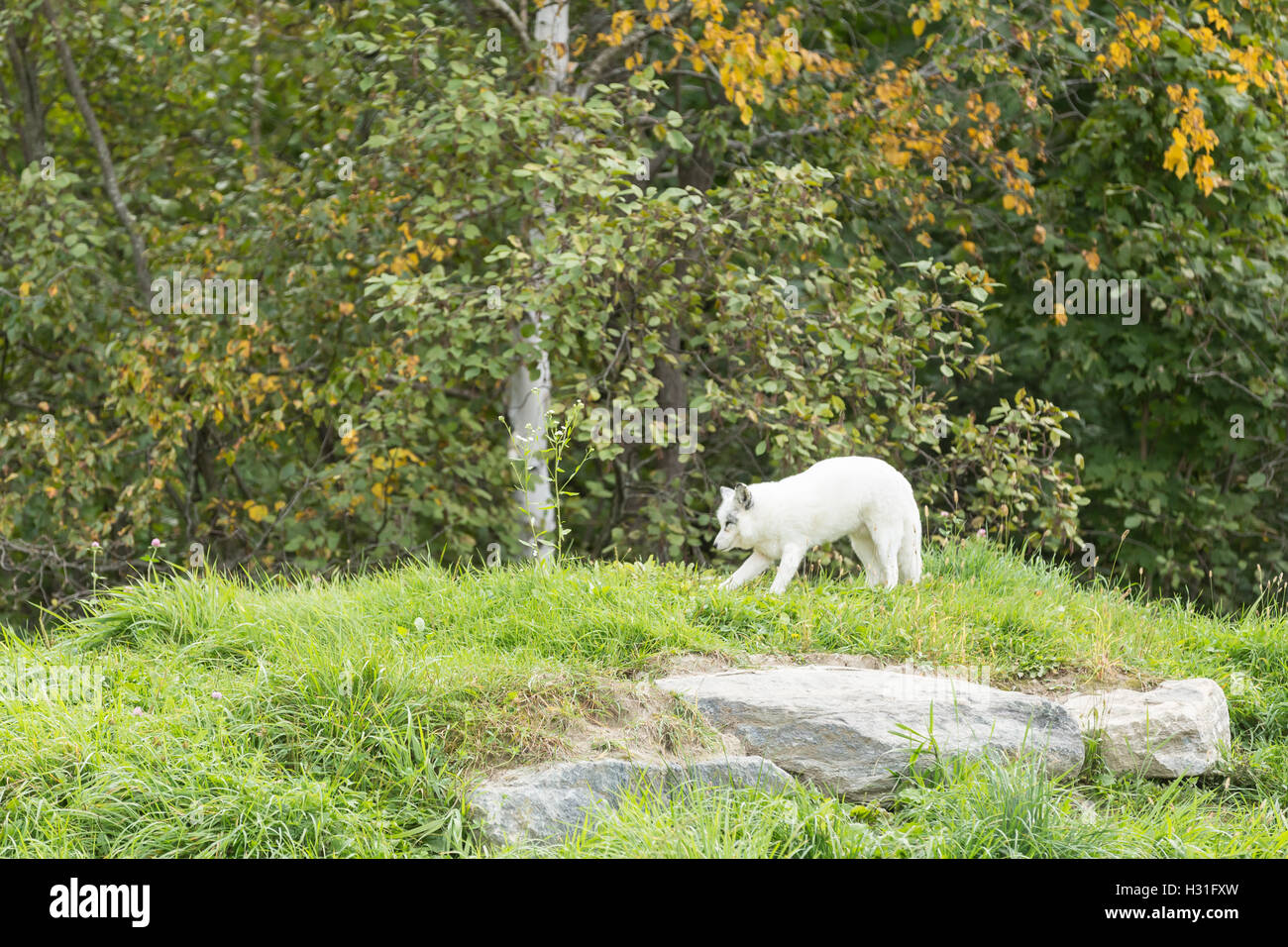 Fox in fall hi-res stock photography and images - Alamy