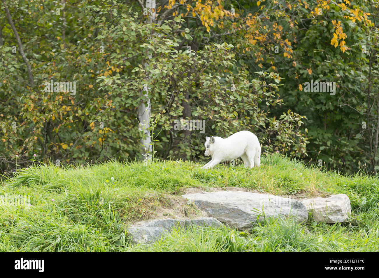 A lone Arctic Fox in a fall forest Stock Photo - Alamy