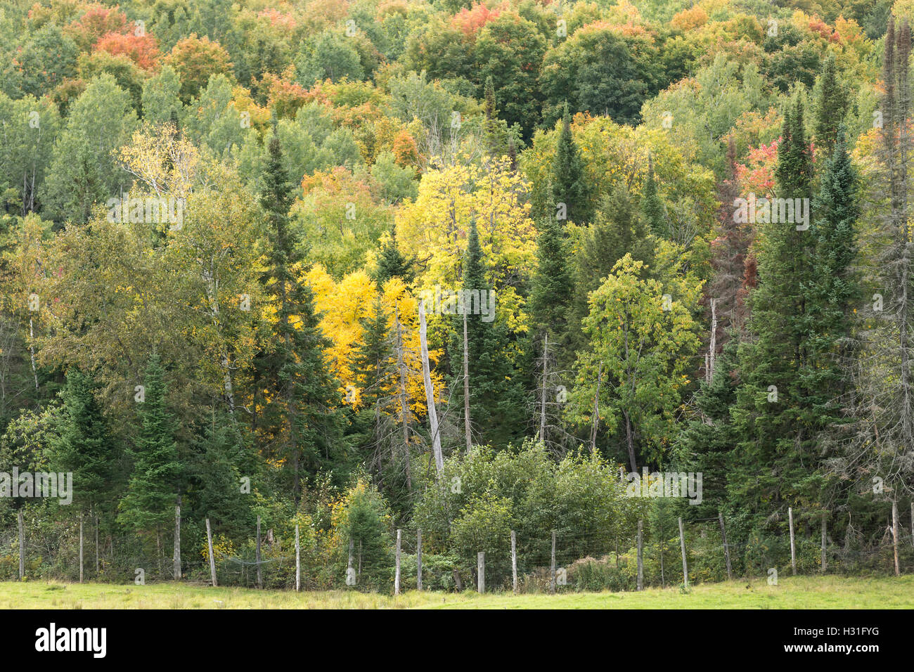 Forest with colorful leafs in the fall Stock Photo - Alamy