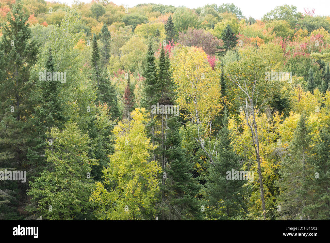Forest with colorful leafs in the fall Stock Photo - Alamy