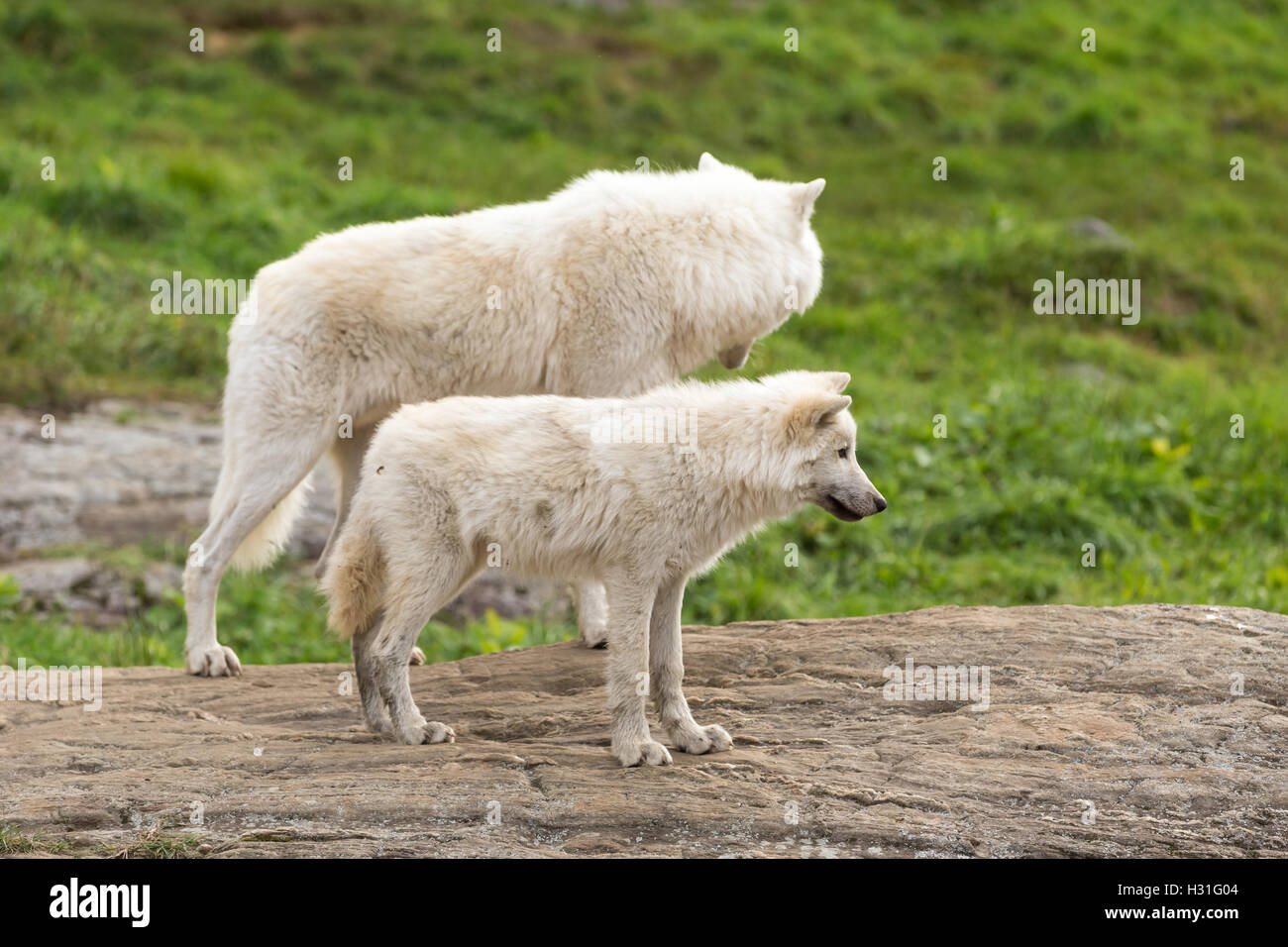 Arctic wolf in the fall forest Stock Photo - Alamy