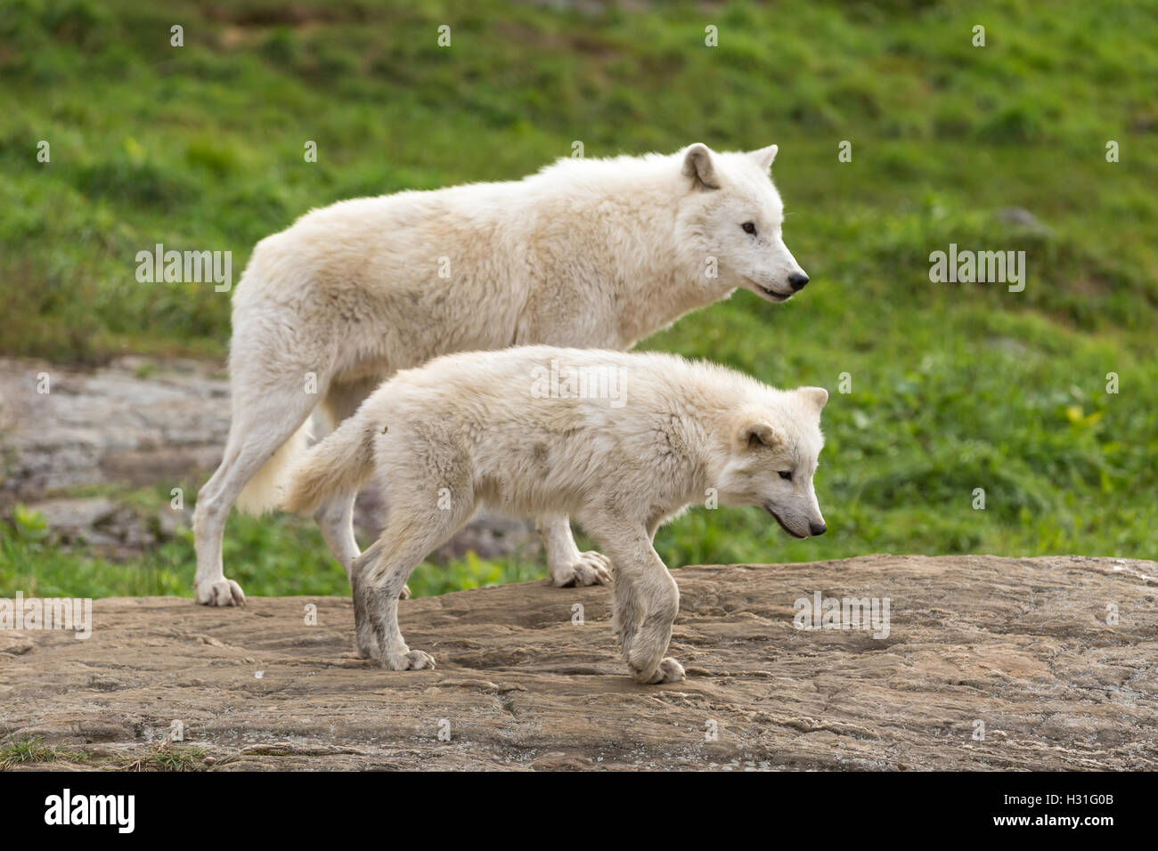 Arctic wolf in the fall forest Stock Photo - Alamy