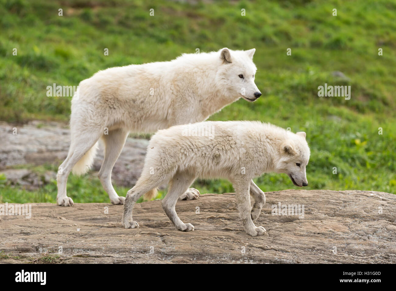 Arctic wolf in the fall forest Stock Photo - Alamy