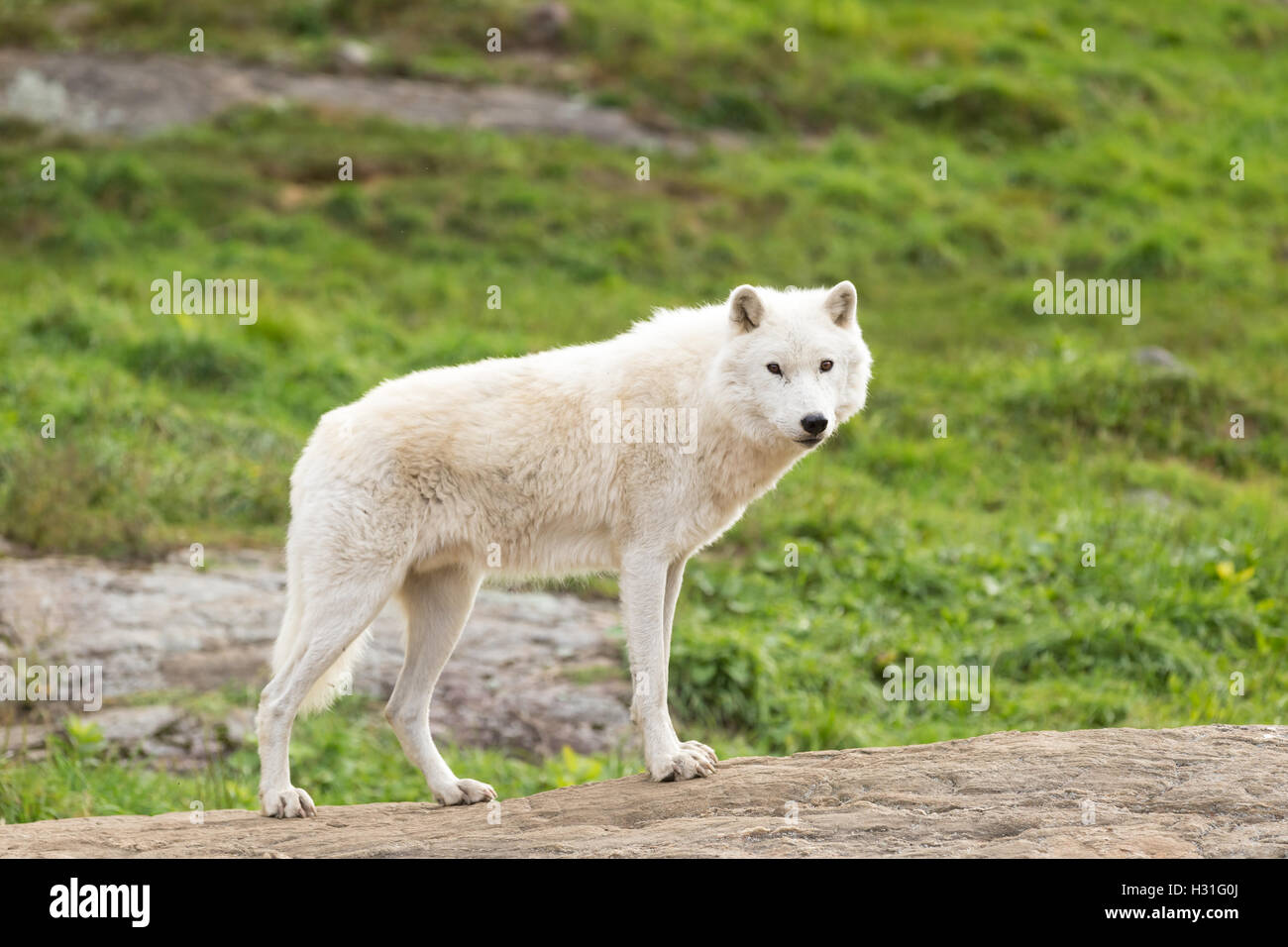 Arctic wolf in the fall forest Stock Photo - Alamy